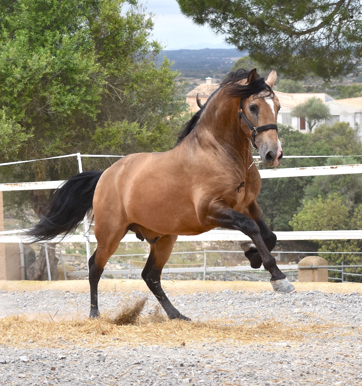 PRE Bayo Hengst - Spanish Horse Boutique